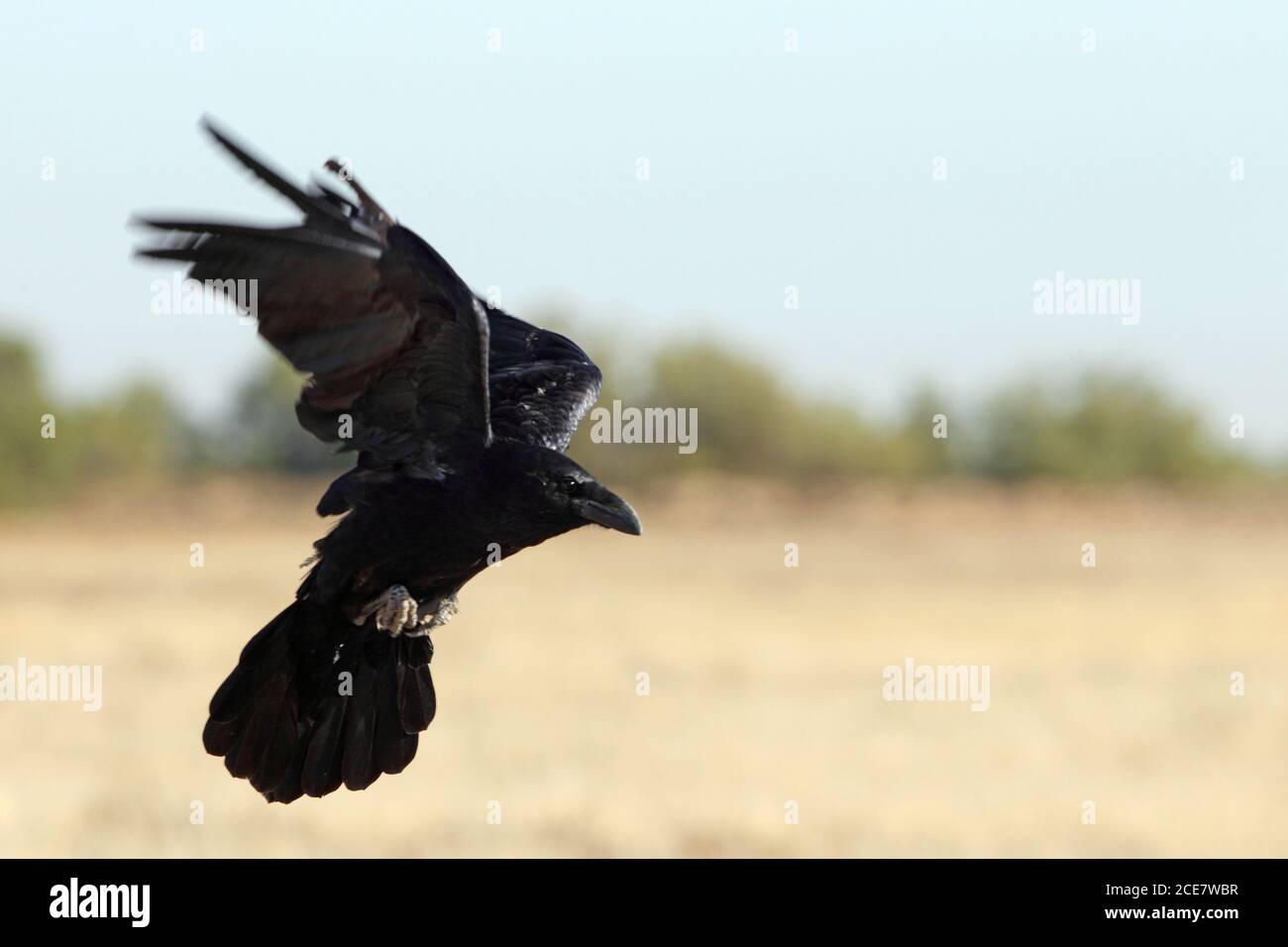 Common raven flying Stock Photo - Alamy