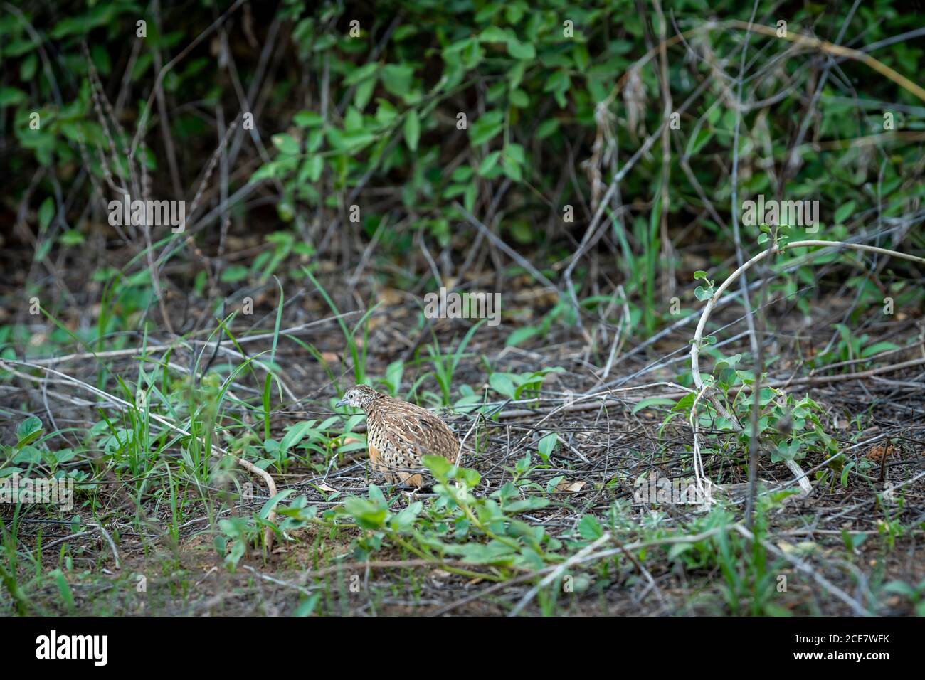 Barred buttonquail or common bustard-quail at keoladeo national park or ...
