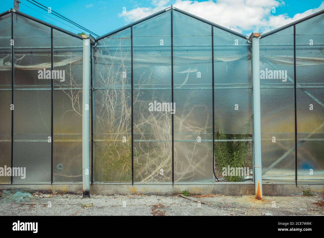 Plants growing out building hi-res stock photography and images - Alamy
