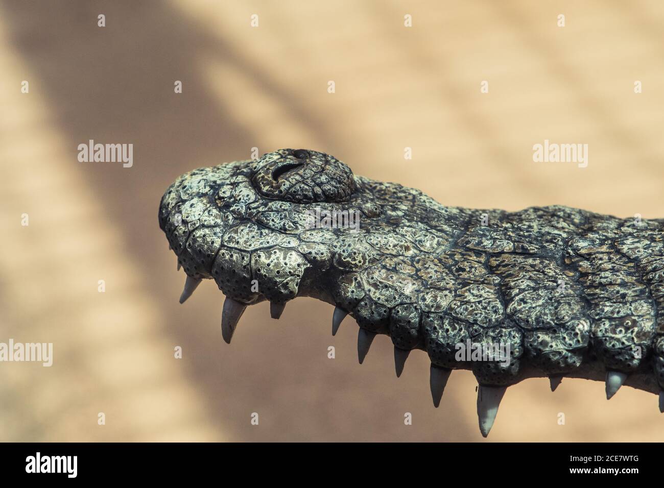 Closeup of open maw of American alligator with pointed teeth and closed ...