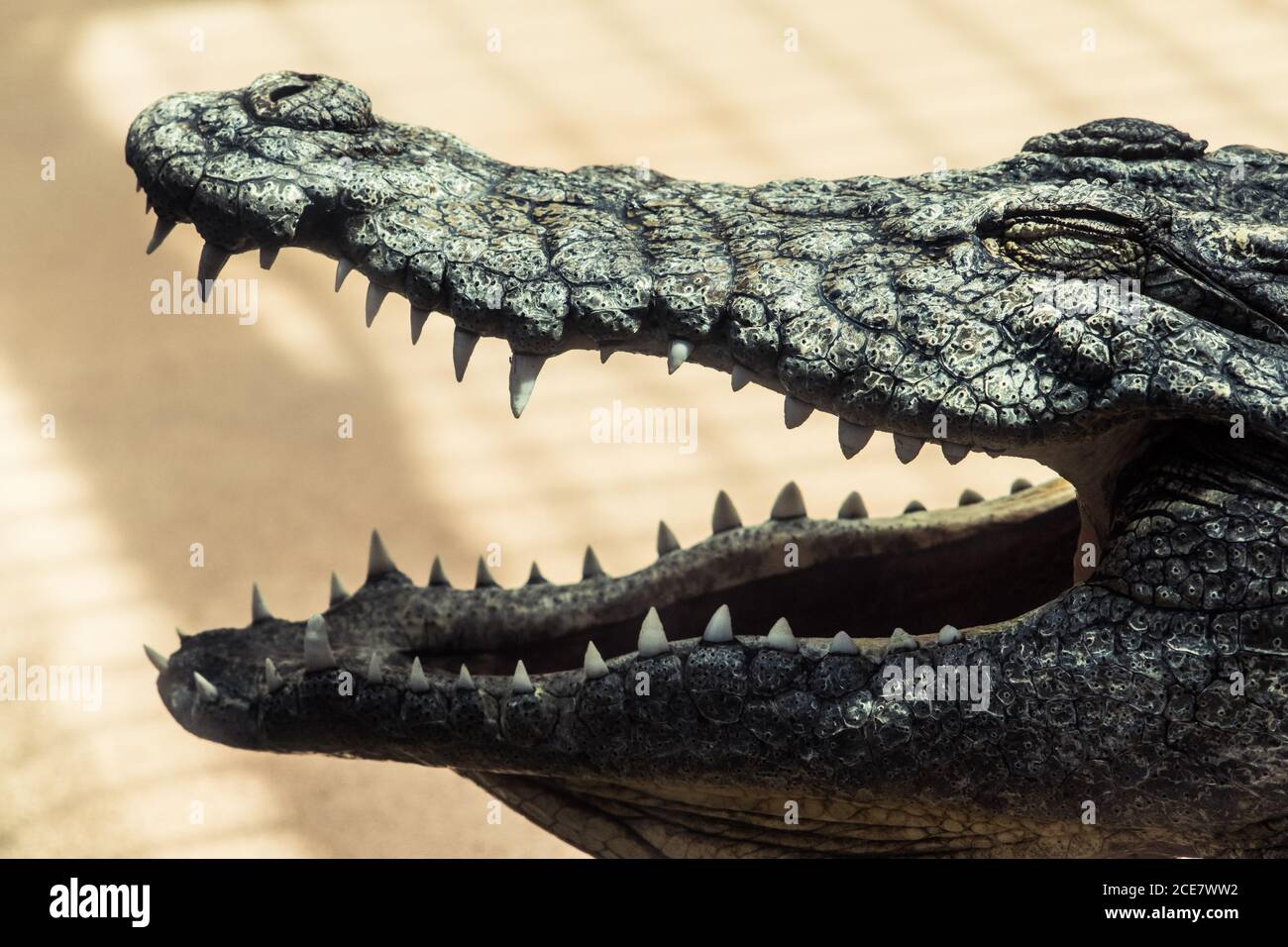 Closeup of open maw of American alligator with pointed teeth and closed ...