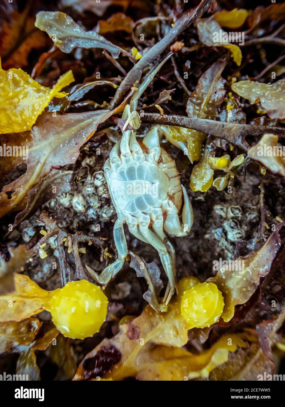 Crab shell texture hi-res stock photography and images - Alamy