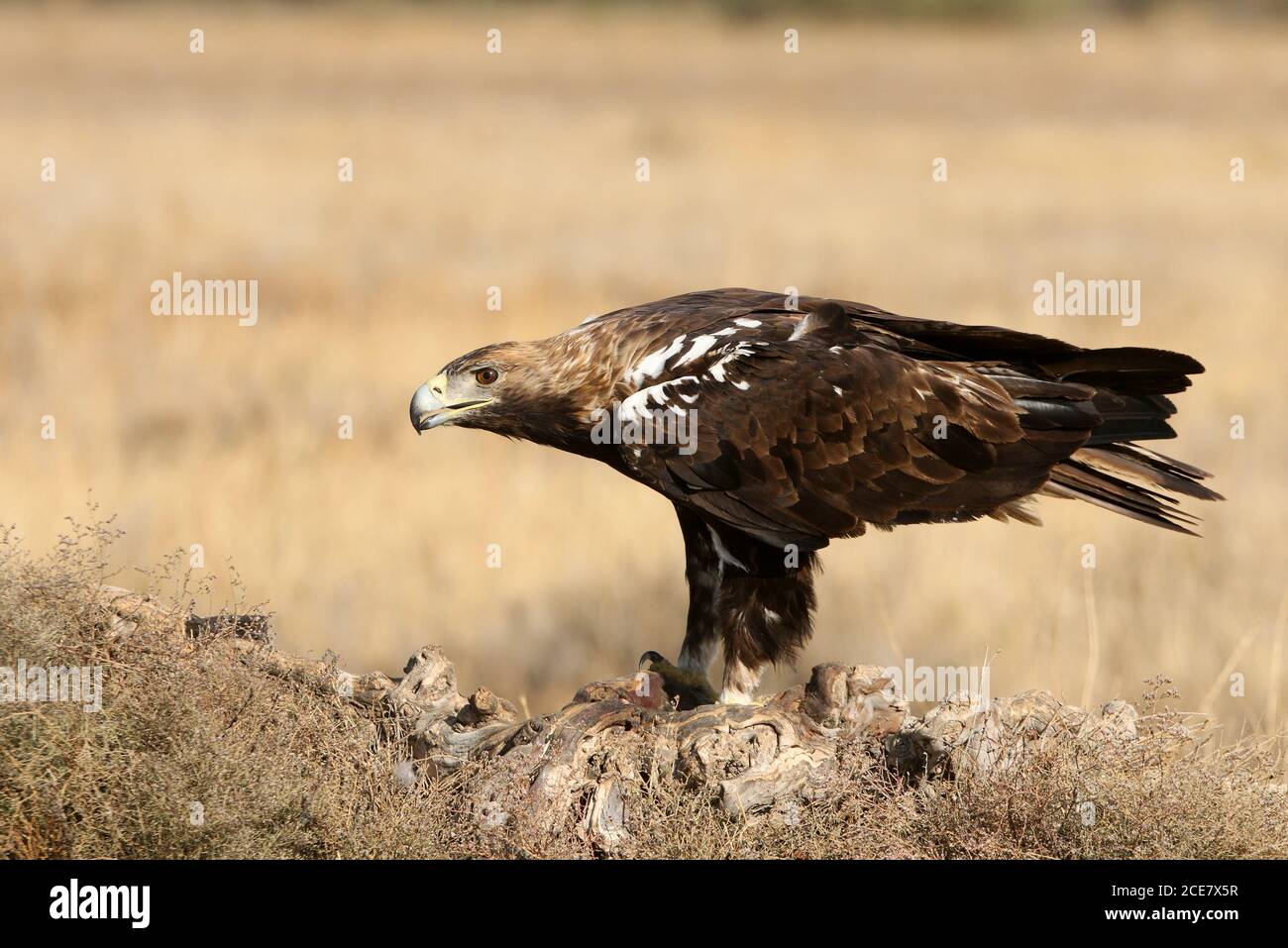 Spanish imperial eagle adult male with the first light of day Stock ...