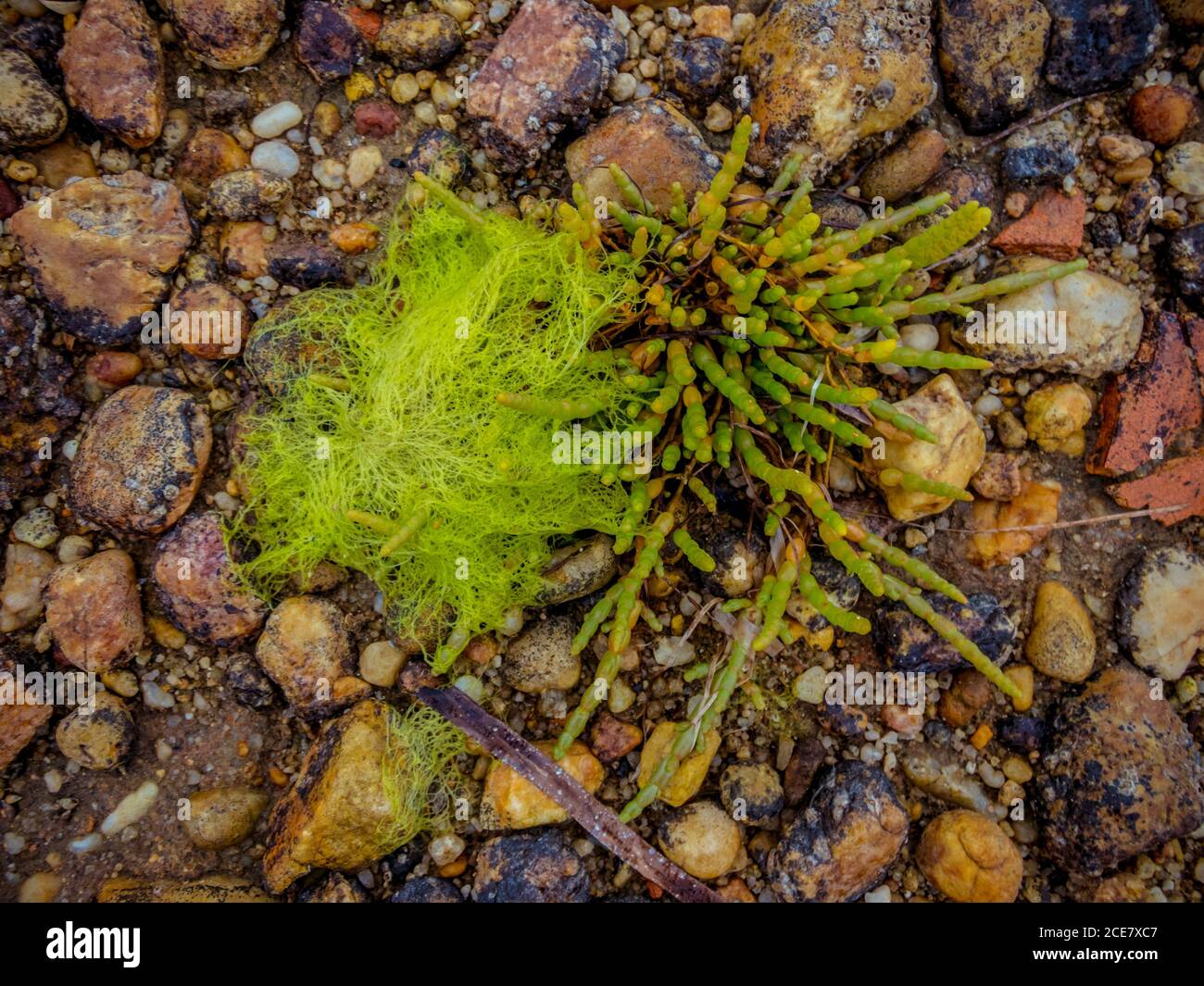 Top view of colorful seaweed with thin stalks and soft texture on shore ...