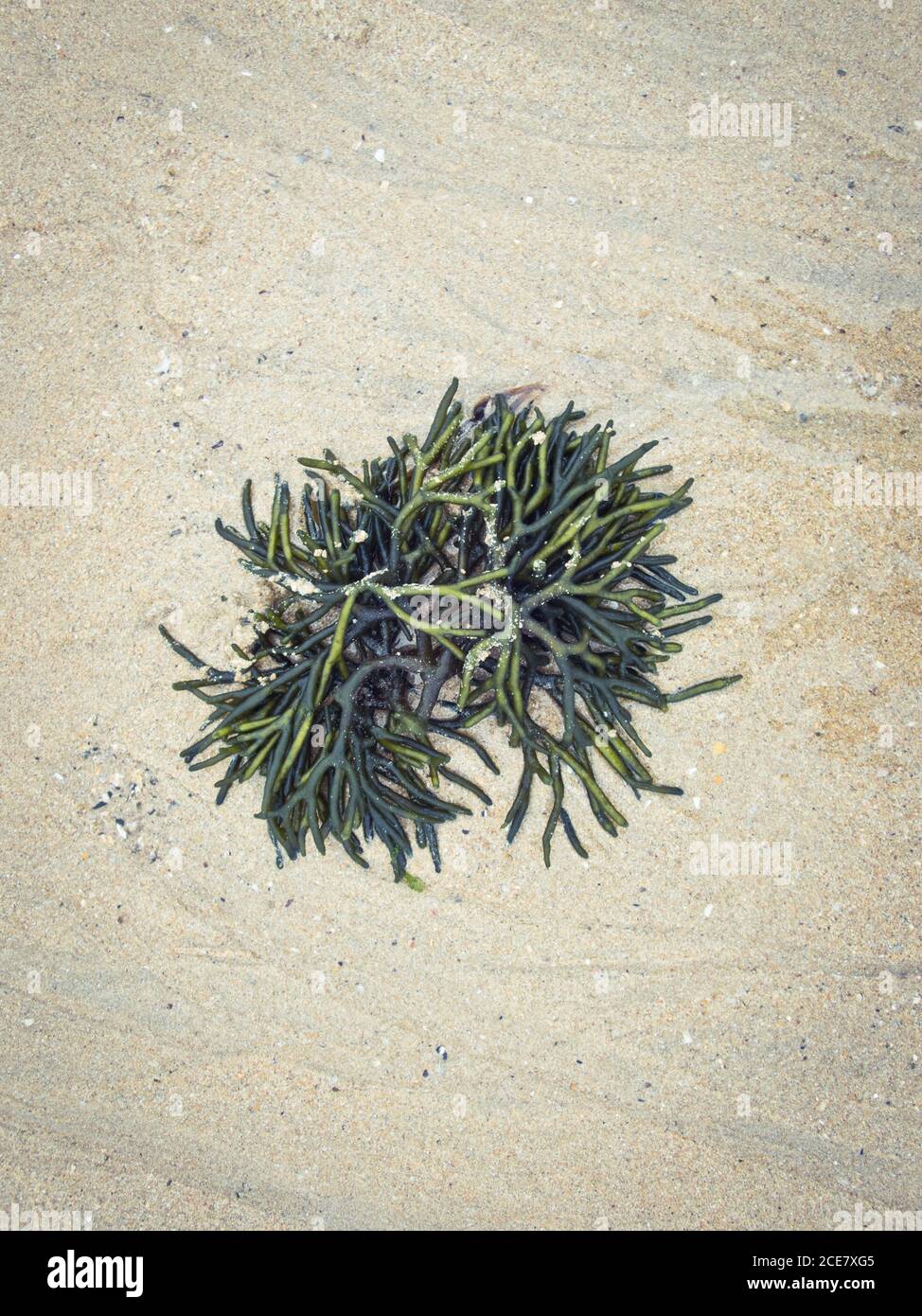 Codium fragile hi-res stock photography and images - Alamy