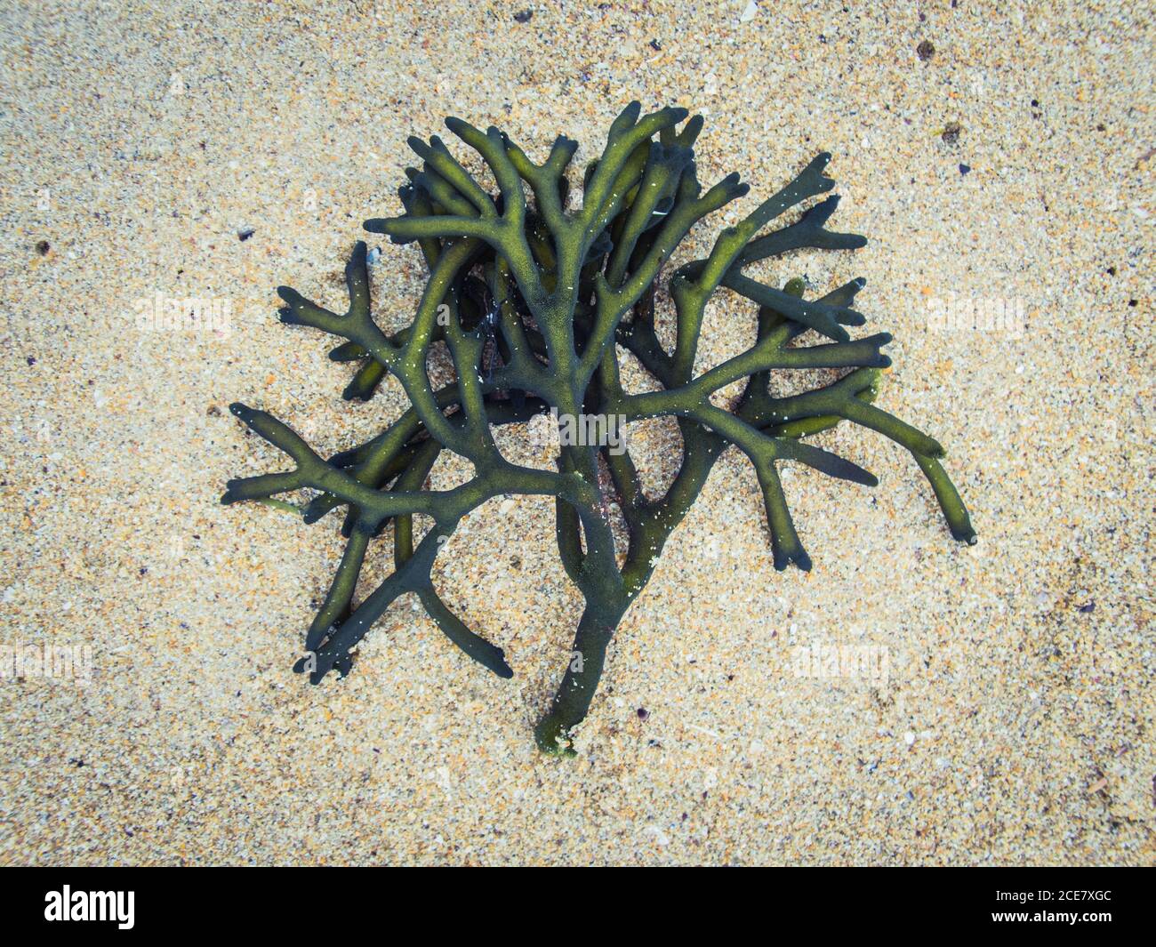 From above delicate green Codium Fragile seaweed coming ashore on sandy ...