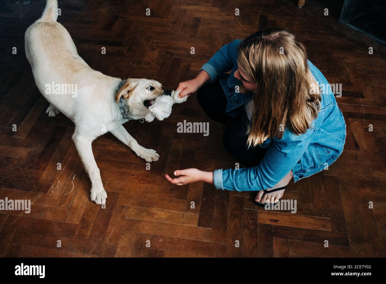 From above young female owner and Labrador Retriever pulling toy while ...