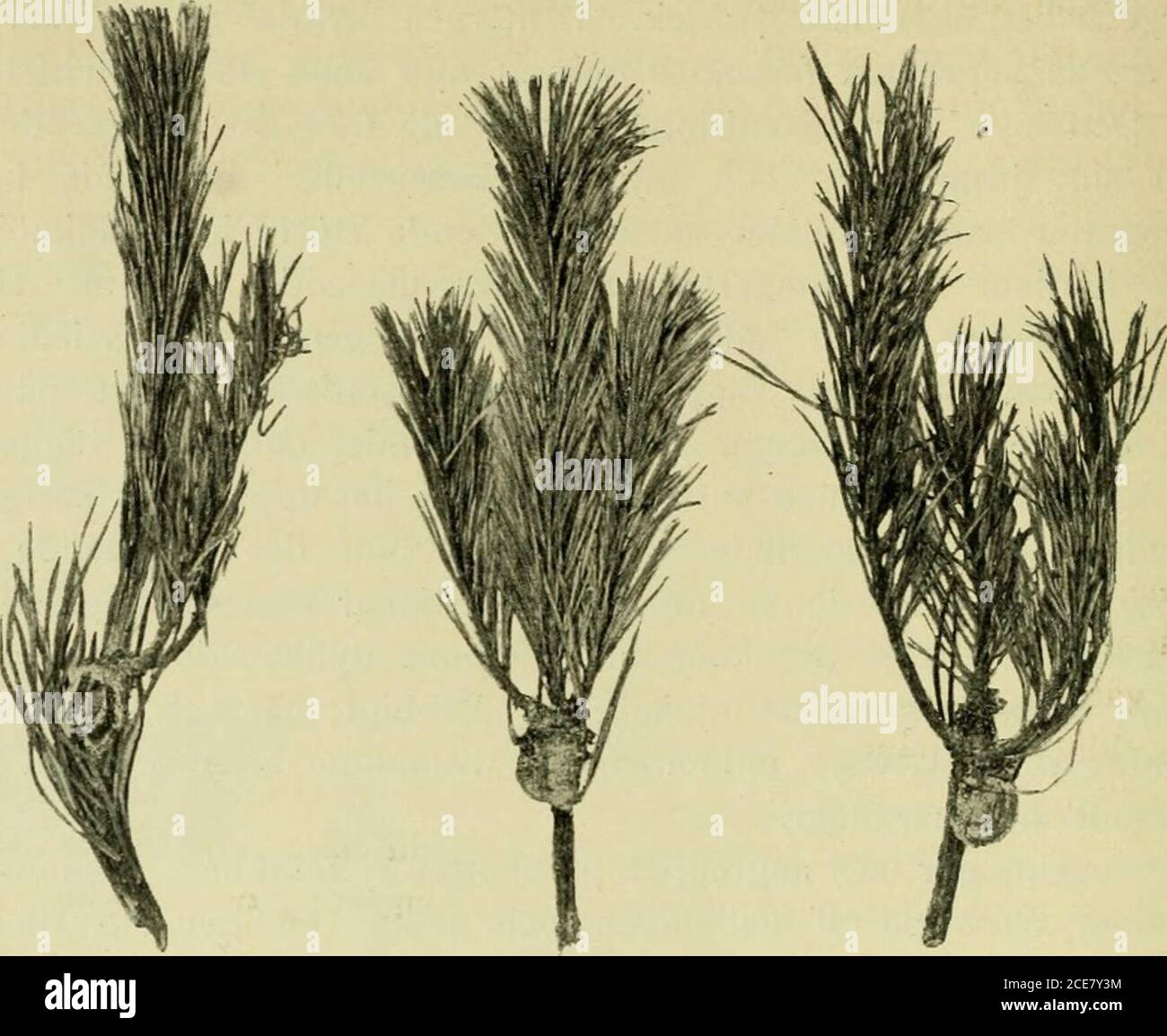 Artad hi-res stock photography and images - Alamy