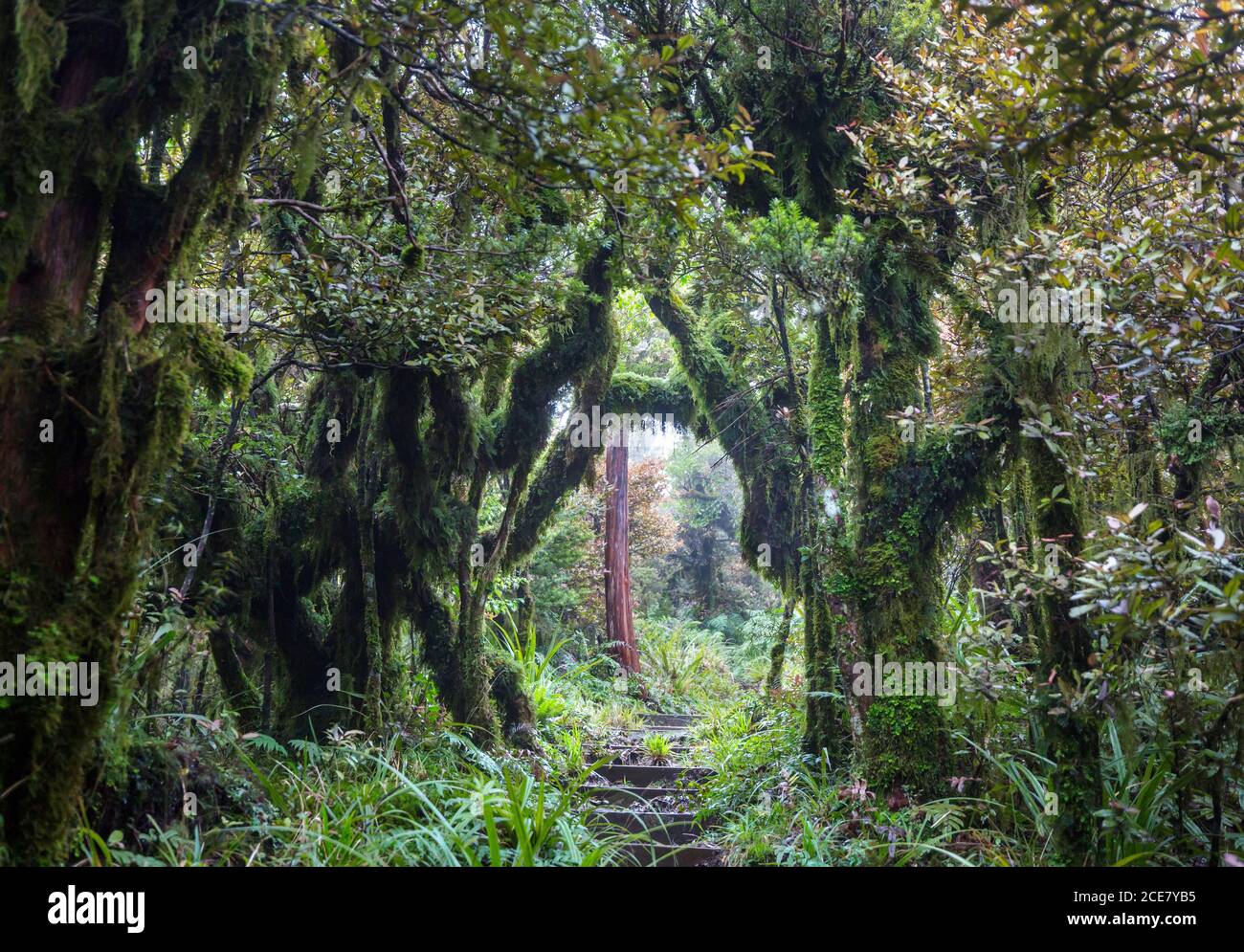 New Zealand forest Stock Photo - Alamy
