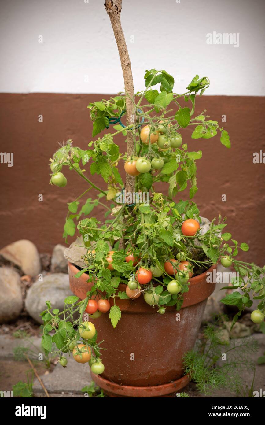 Growing cherry tomatoes in a pot. Homegrown cherry tomatoes in a pot ...