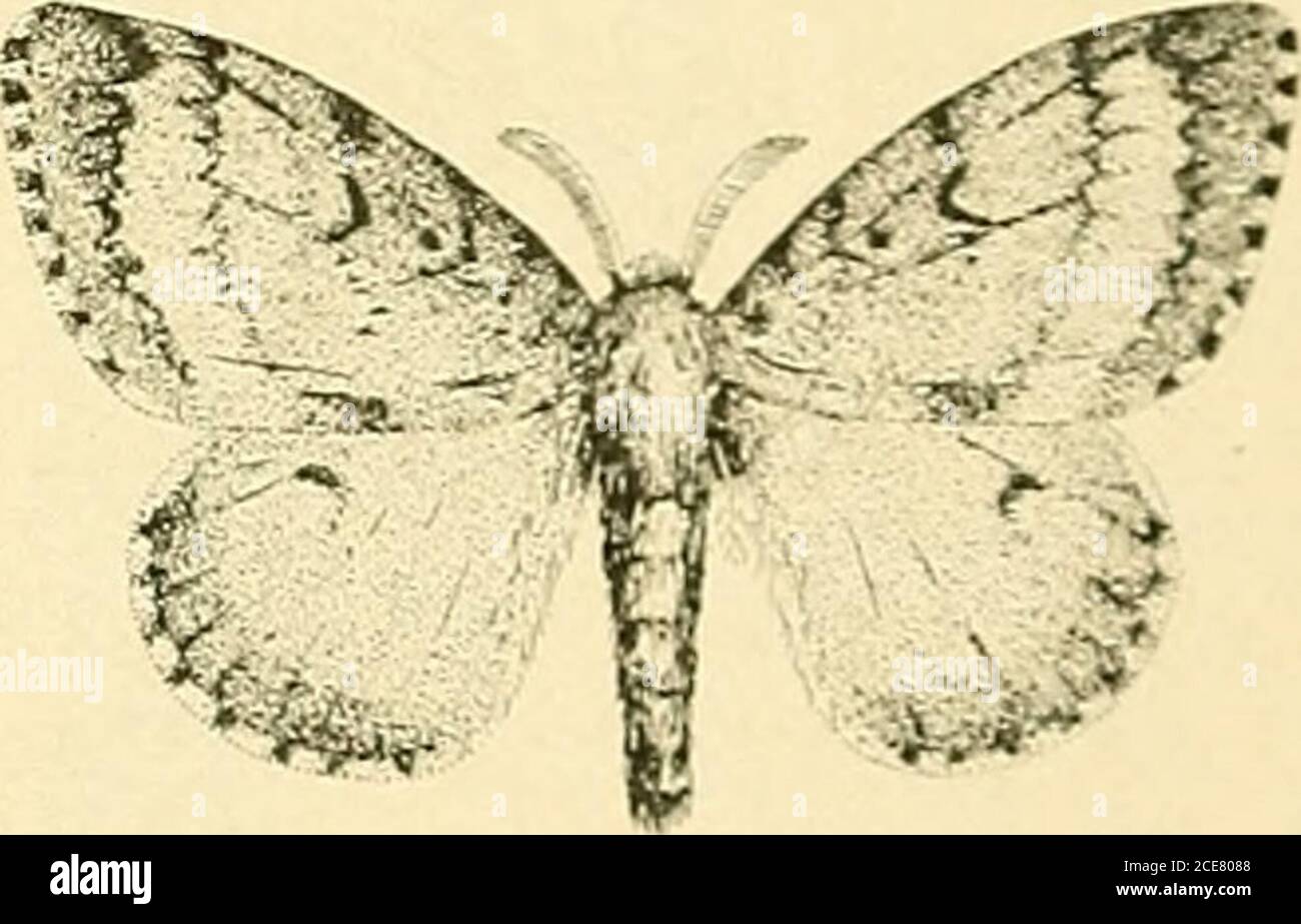 Female gypsy moth hi-res stock photography and images - Alamy