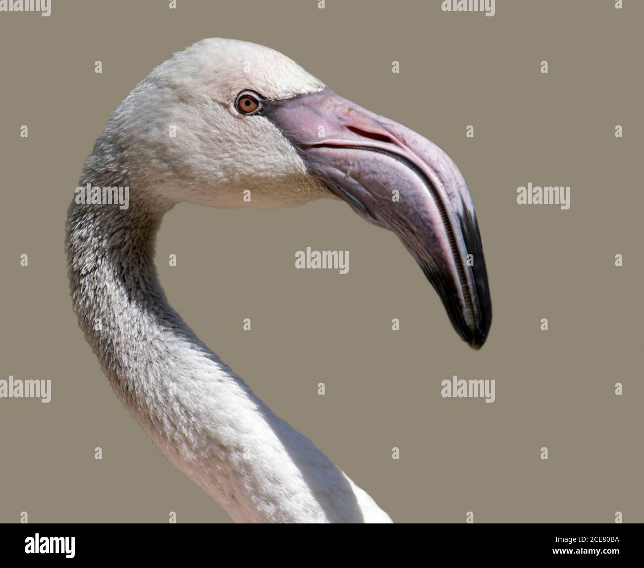 Flamingo ruber bird flamingos hi-res stock photography and images - Alamy