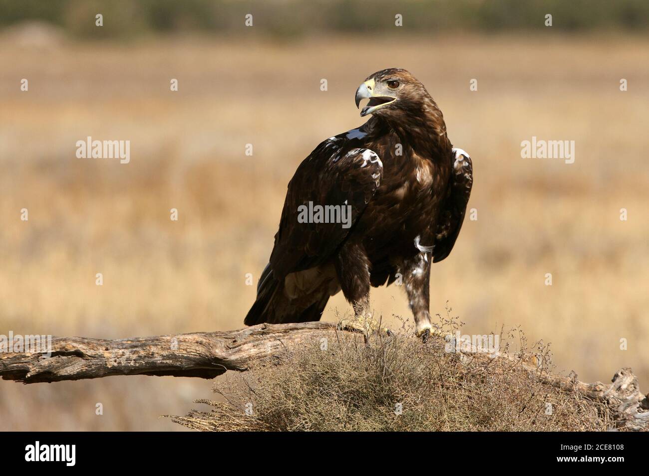 Spanish imperial eagle adult male with the first light of day Stock ...