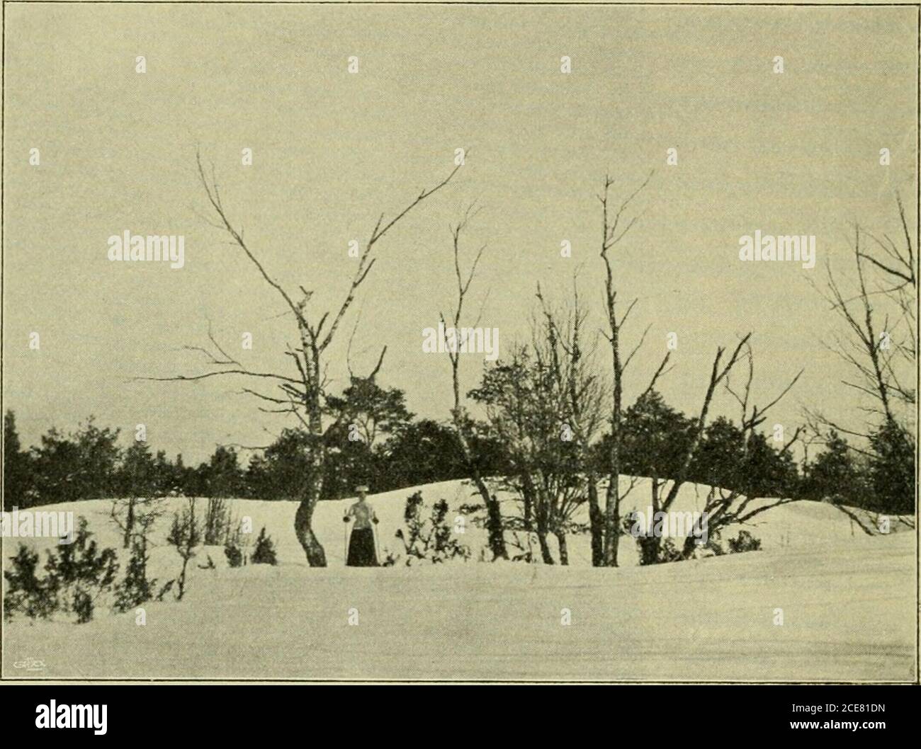 . Skogsvårdsföreningens tidskrift . Foto. Wulff.Fig. 2. Björkar, helt ...