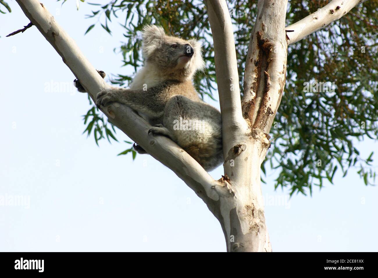 A wild native Koala in a gumtree Stock Photo - Alamy