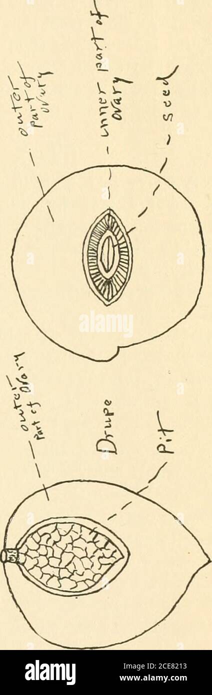 Multiplefruit hi-res stock photography and images - Alamy