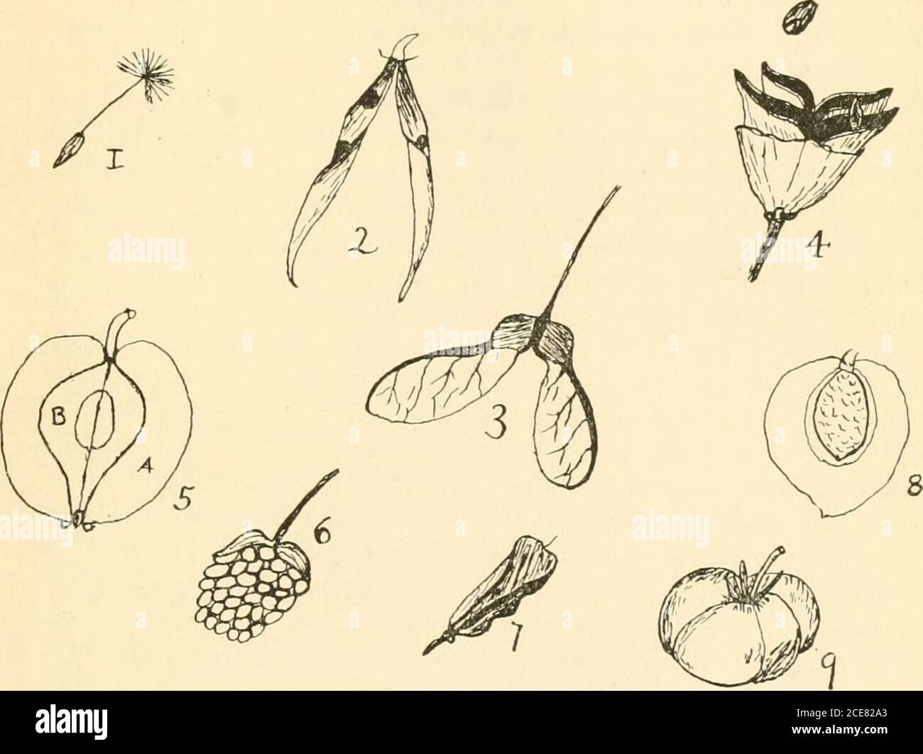 Distinct seed pod structure hi-res stock photography and images - Alamy