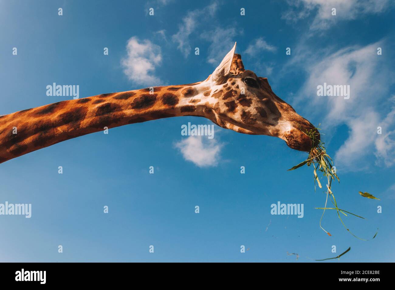 From below of cute giraffe with green grass in mouth standing against ...