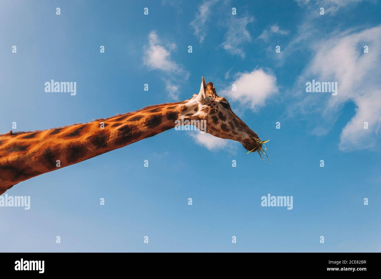 From below of cute giraffe with green grass in mouth standing against ...