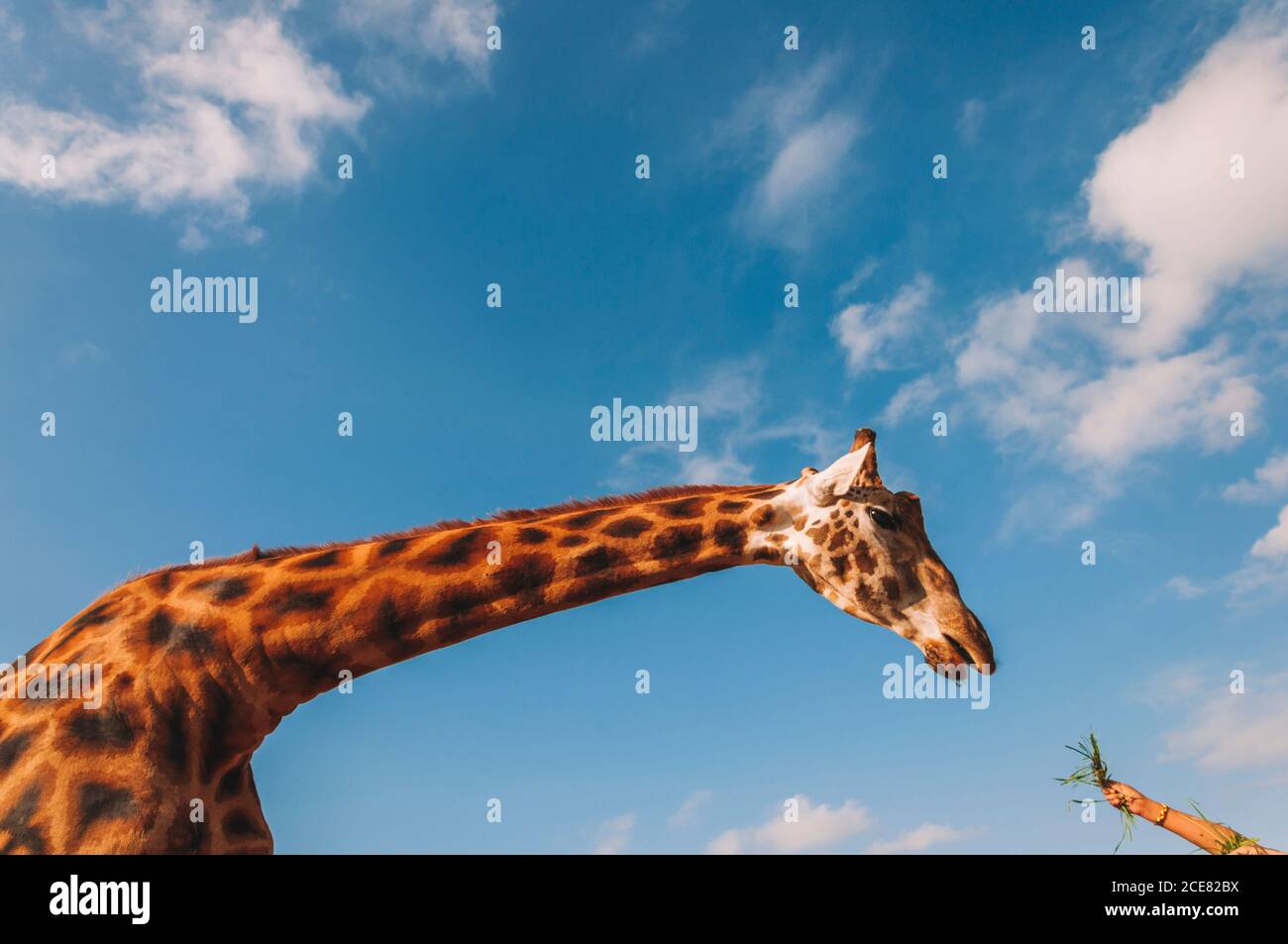 From below of crop anonymous person giving fresh green grass to cute ...