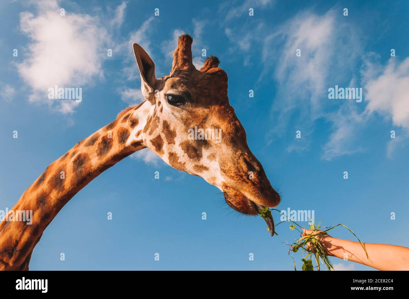 From below of crop anonymous person giving fresh green grass to cute ...