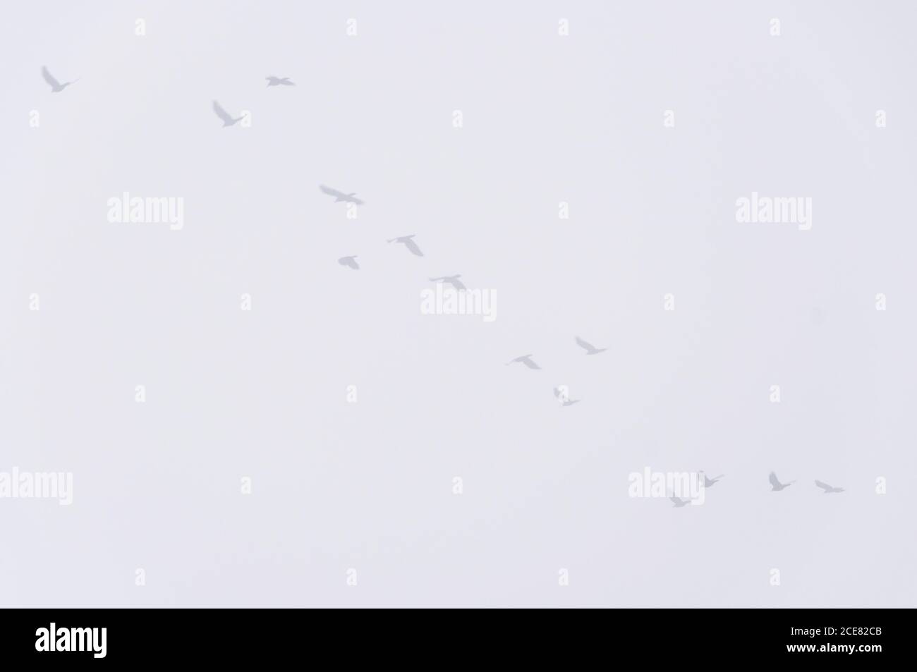 Flock of black birds hi-res stock photography and images - Alamy