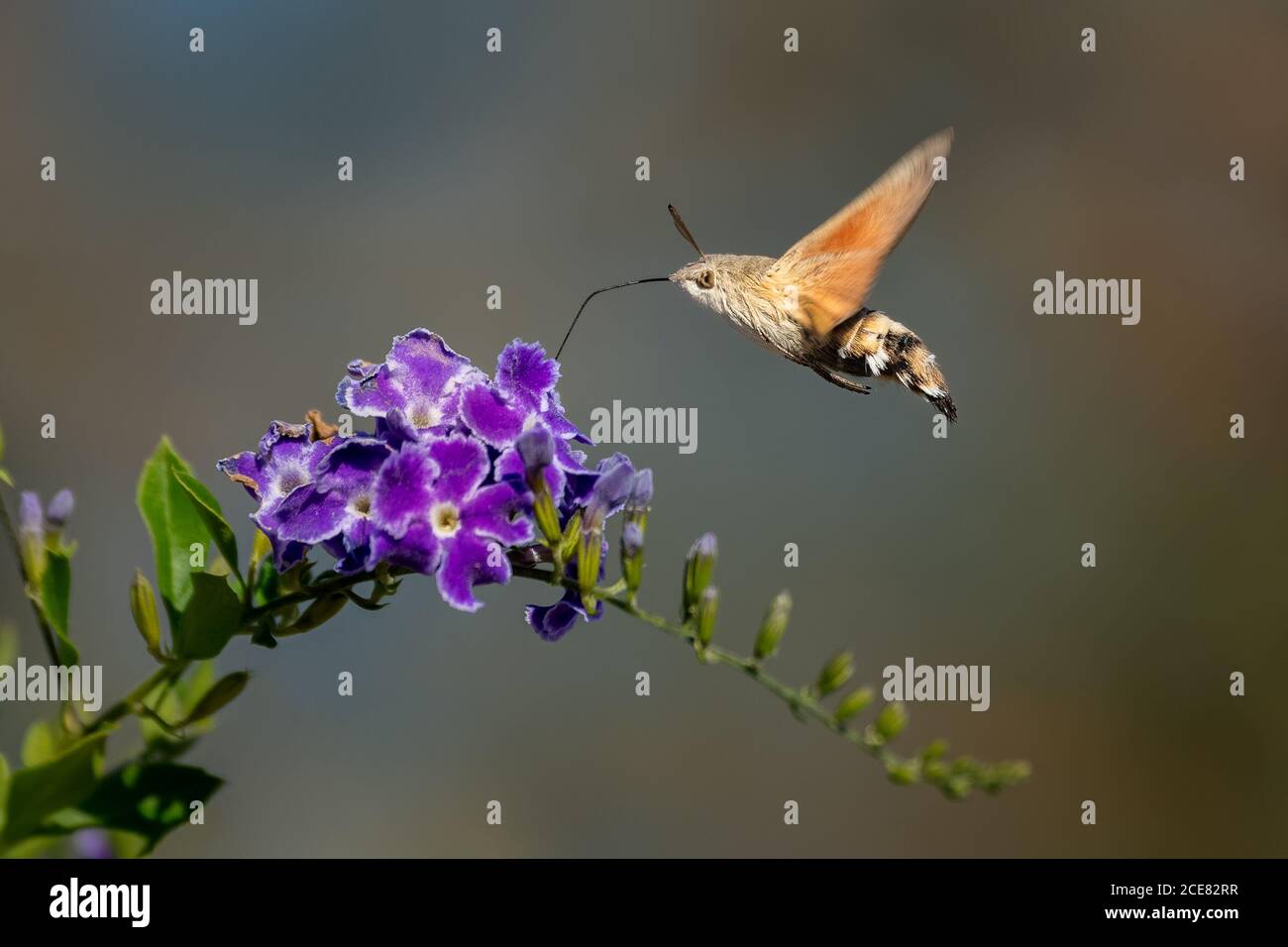 Hummingbird Hawk Moth - Macroglossum stellatarum Stock Photo - Alamy