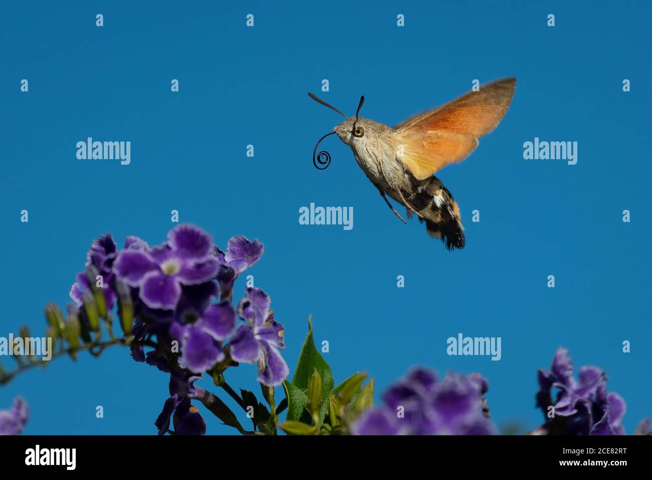 Hummingbird hawk moths hi-res stock photography and images - Alamy