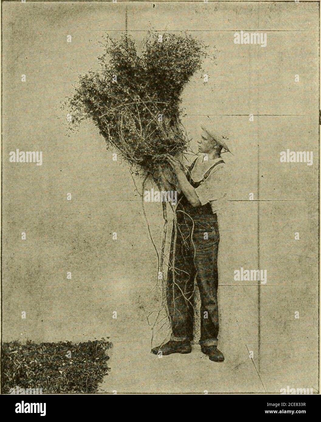 . Agriculture; a text for the school and the farm . School cliiJdreu iu ...