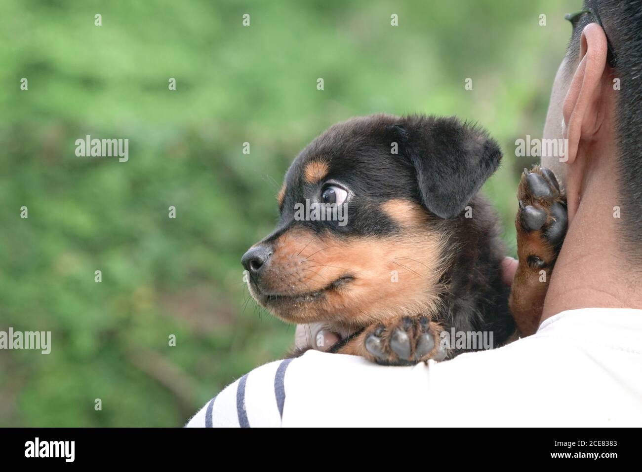 Close up rottweiler puppy hi-res stock photography and images - Alamy