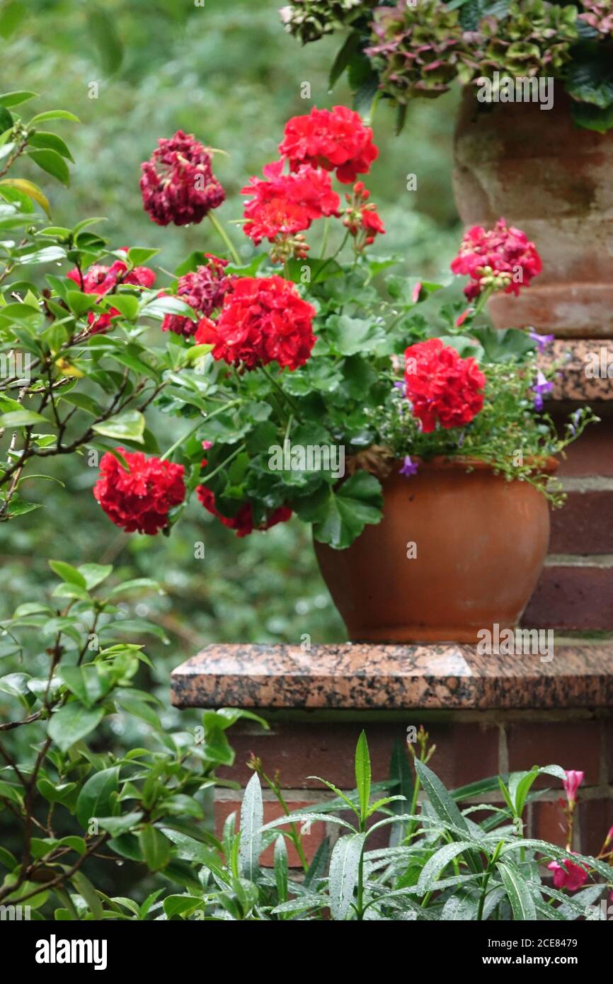Pelargonium - geranium in pot garden Stock Photo - Alamy