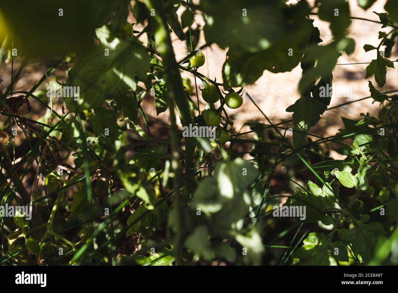 tomato plant outdoor in sunny vegetable garden shot at shallow depth of ...