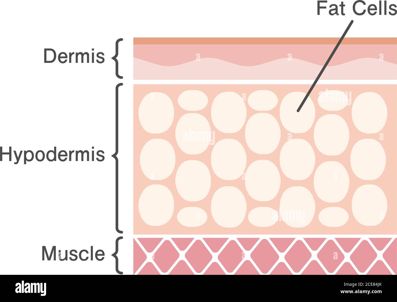 sectional view of fat cells vector illustration Stock Vector Image ...