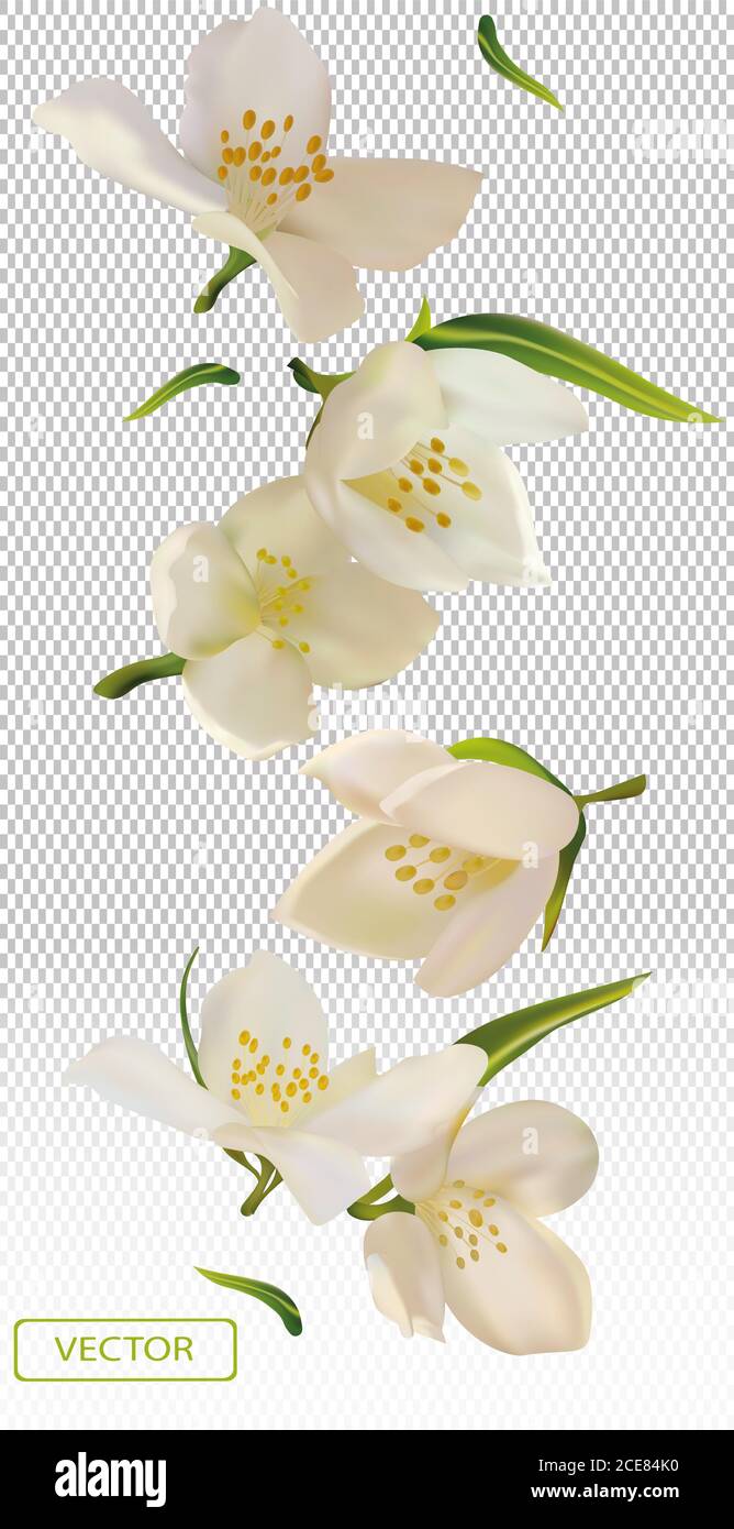 Green jasmin tea jasmine Stock Vector Images - Alamy