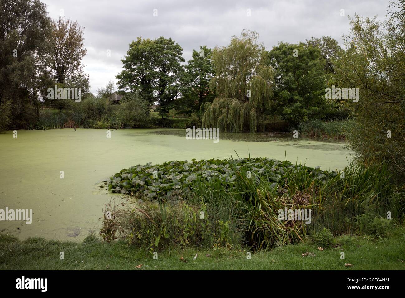 The village duck pond, Idlicote, Warwickshire, England, UK Stock Photo ...