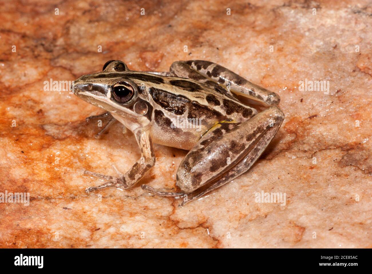Australian Rocket Frog resting on rock Stock Photo - Alamy