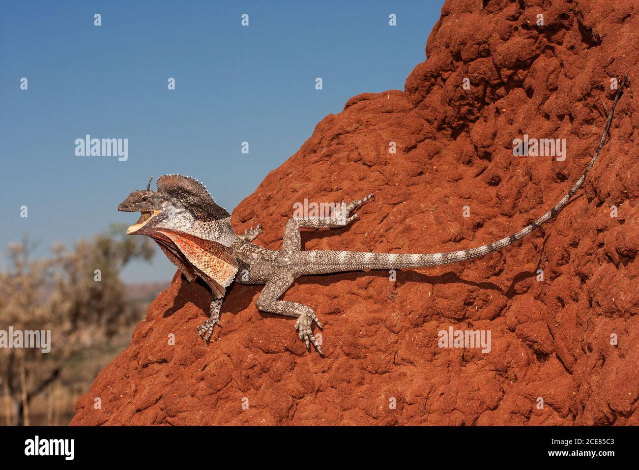 Frill-necked Lizard resting on termite mound Stock Photo - Alamy
