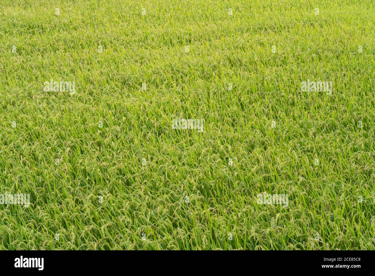 Picturesque view of green rice field Stock Photo - Alamy