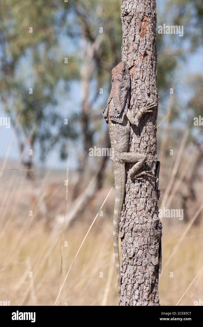 Frill-necked Lizard resting on vertical tree Stock Photo - Alamy