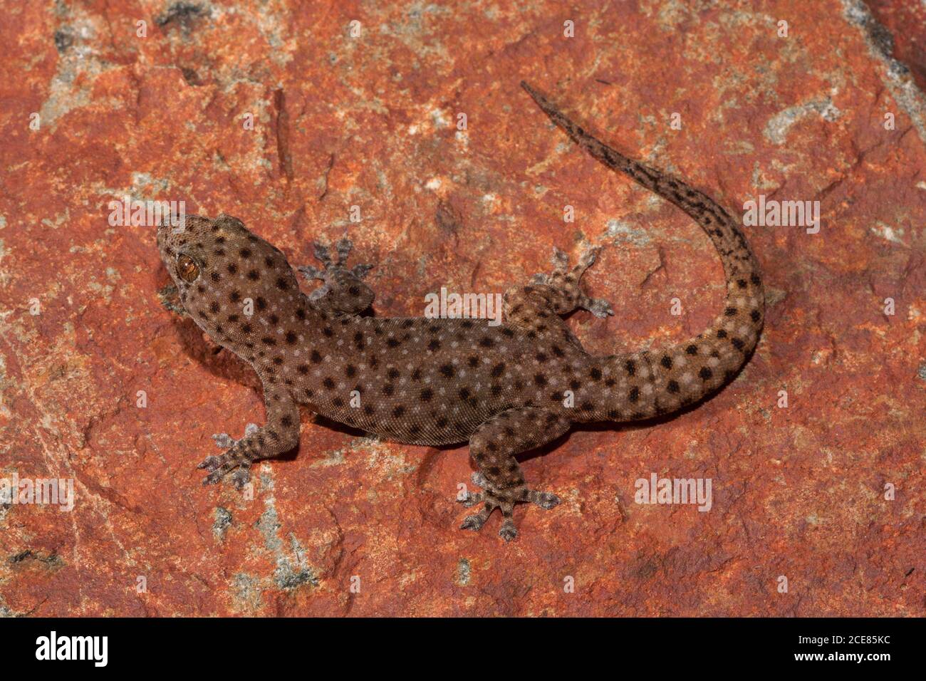 Northern Spotted Rock Dtella resting on rock Stock Photo - Alamy