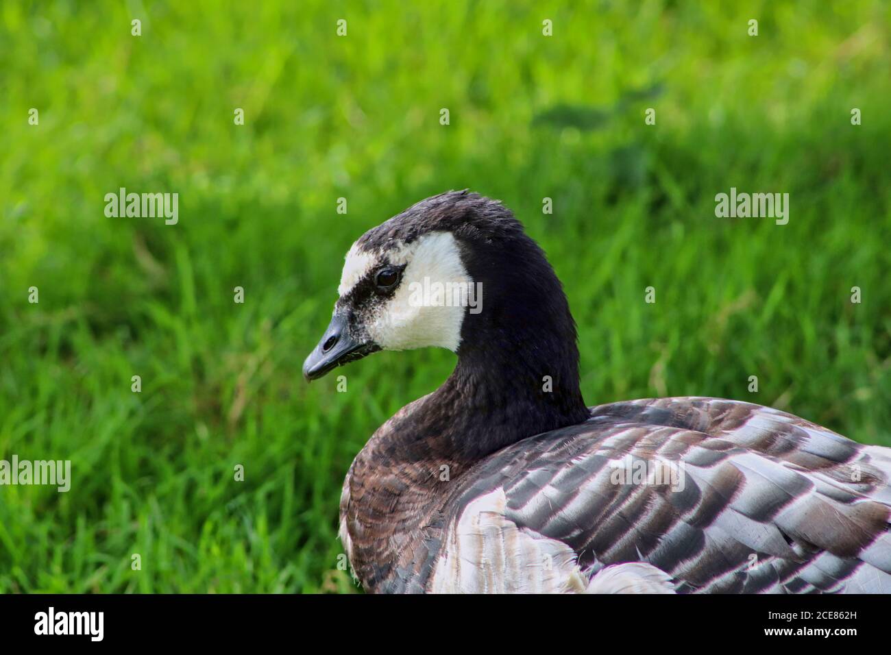 Bufflehead hi-res stock photography and images - Alamy