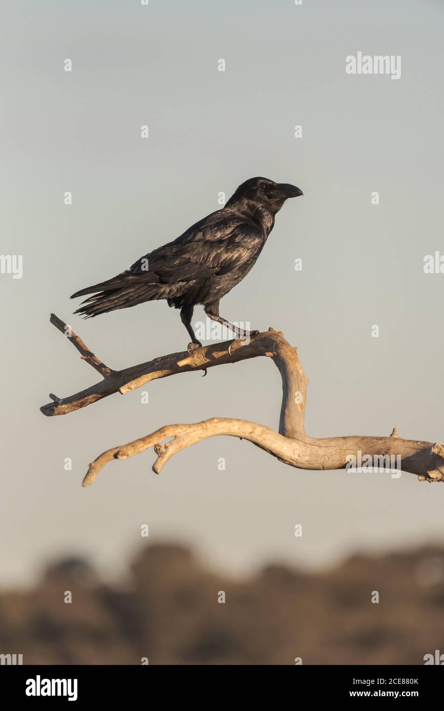 Common raven or Corvus corax wild bird sitting on dry branch of tree ...