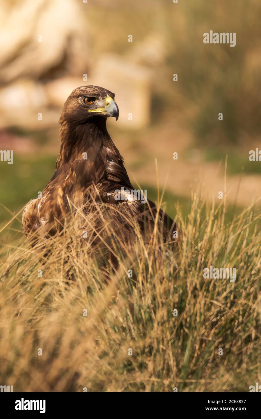 Red-tailed hawk or Buteo jamaicensis raptor bird standing in blurred ...