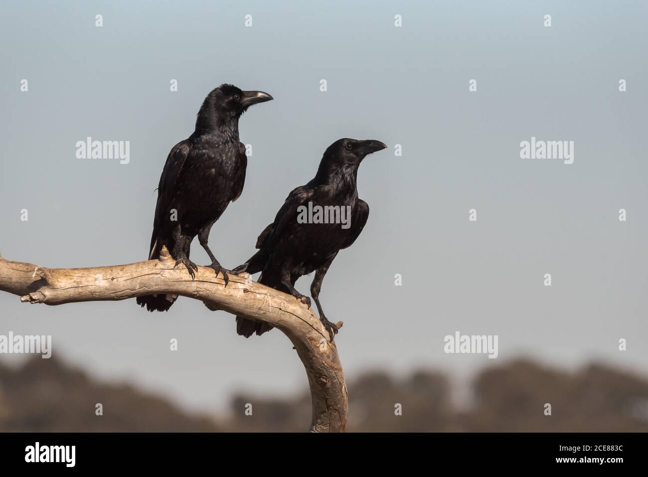 Common ravens or Corvus corax wild bird sitting on dry branch of tree ...