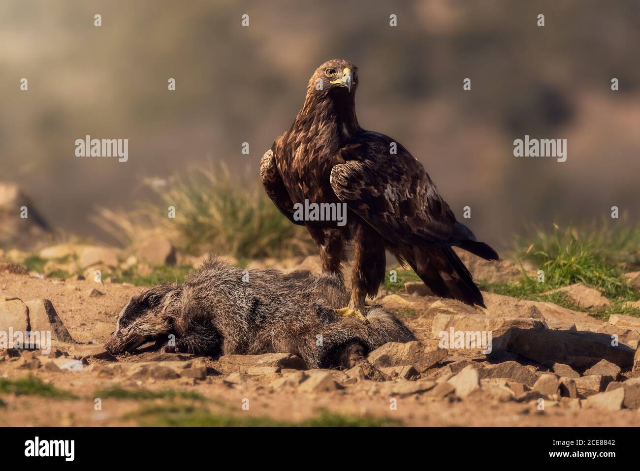 Red-tailed hawk or Buteo jamaicensis raptor bird standing over dead ...
