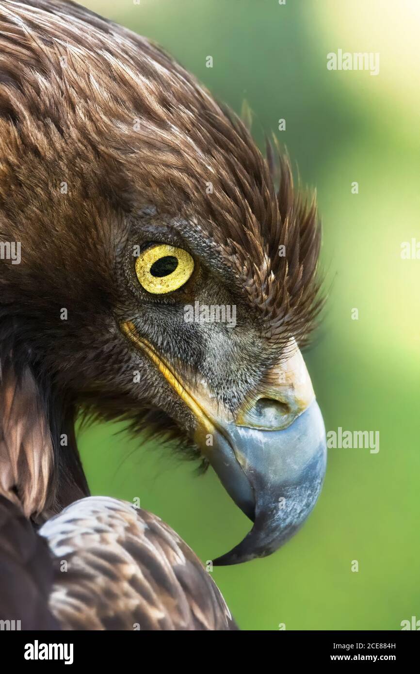 Red-tailed hawk or Buteo jamaicensis raptor bird standing in blurred ...