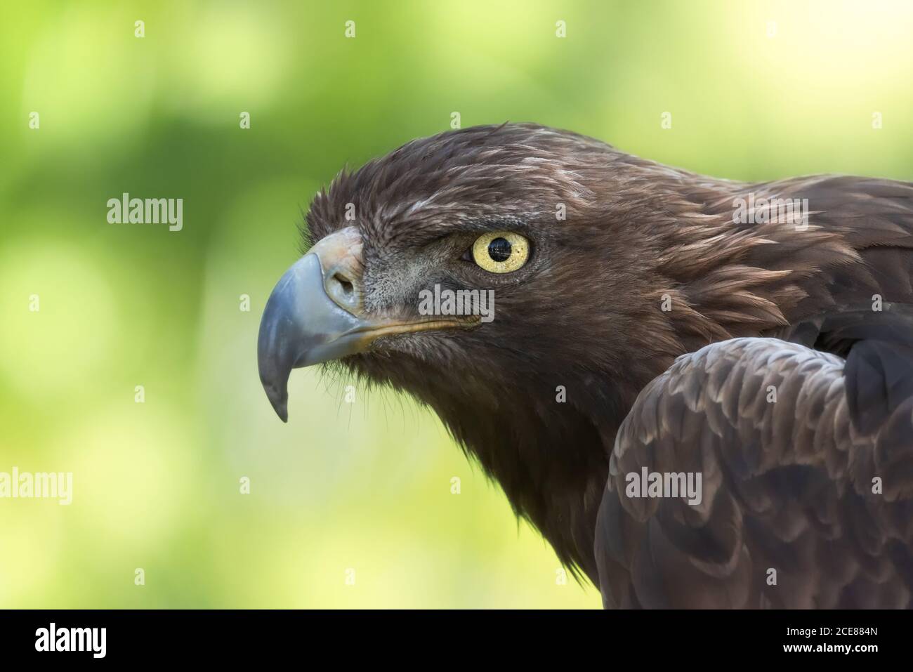 Red-tailed hawk or Buteo jamaicensis raptor bird standing in blurred ...