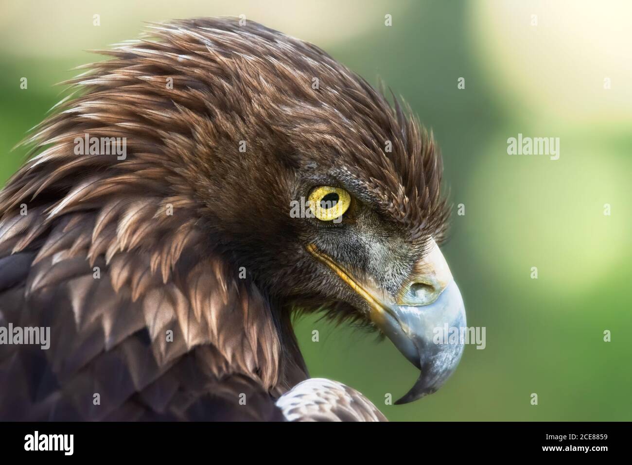 Red-tailed hawk or Buteo jamaicensis raptor bird standing in blurred ...