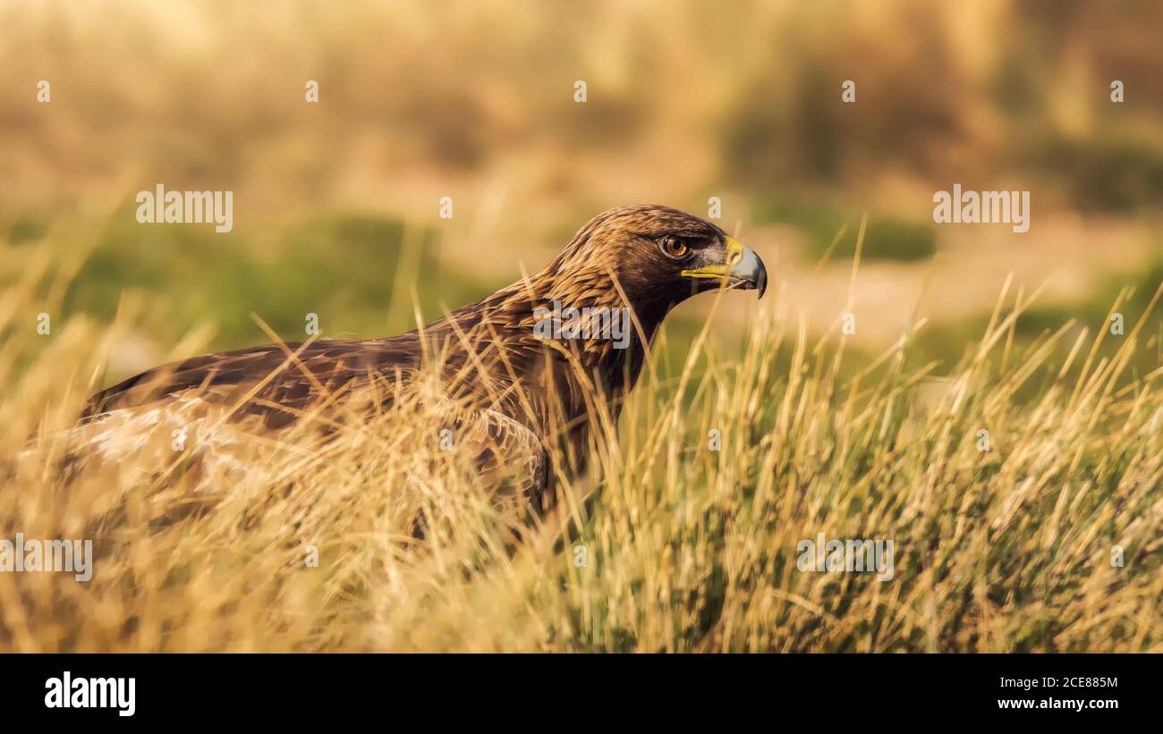 Red-tailed hawk or Buteo jamaicensis raptor bird standing in blurred ...
