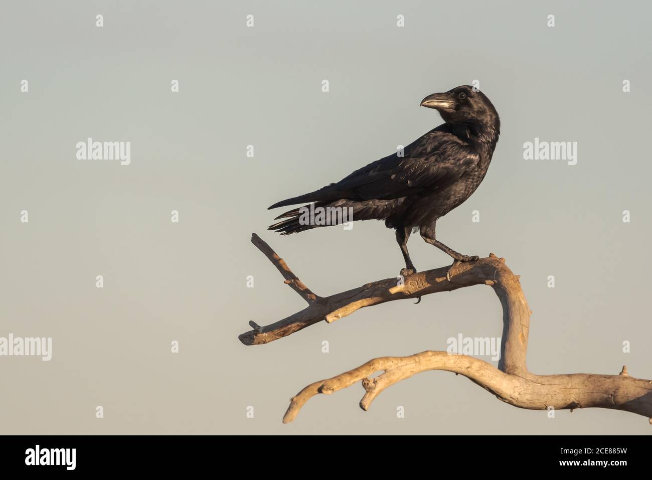 Common raven or Corvus corax wild bird sitting on dry branch of tree ...